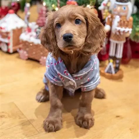 Say Hello To Teddy The Cocker Spaniel English Cockapoo Purina Uk