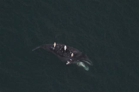 Dead Bowheads In Beaufort And Chukchi Point To Increased Killer Whale