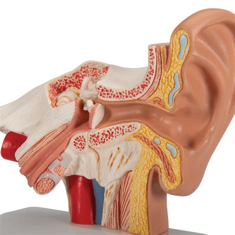 Human Ear Model For Desktop 15 Times Life Size 1000252 3b