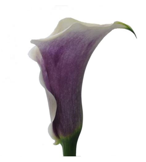 Picasso Mini Calla Lily Bunch