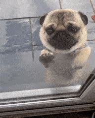 Cute Pugs 