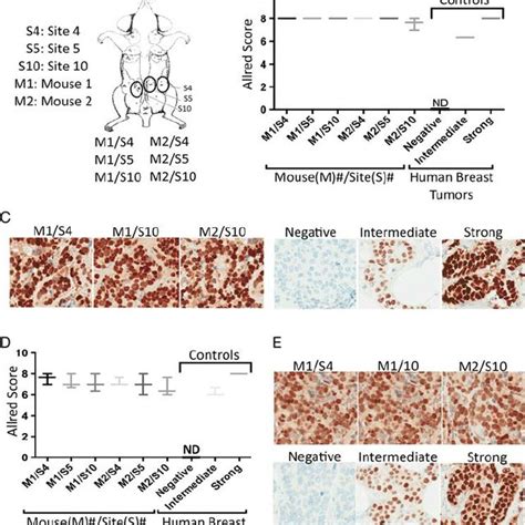 Allred Proportion Score Download Table
