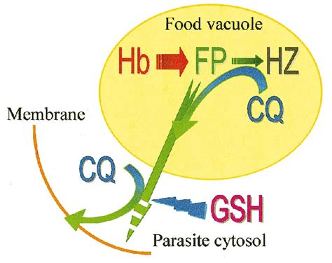 fpix detoxification and its inhibition by cq hemoglobin is imported
