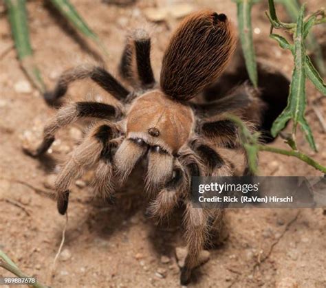 Tarantula Desert Photos And Premium High Res Pictures Getty Images