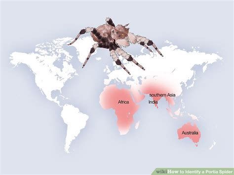 How To Identify A Portia Spider 12 Steps With Pictures