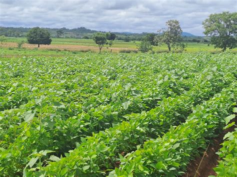 Soybeans Crop