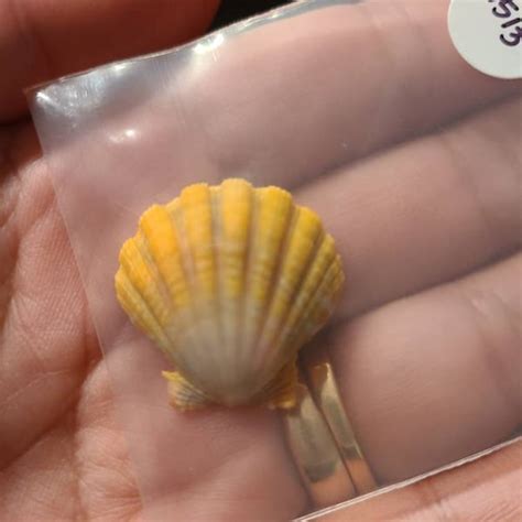 Opihi Limpet Hawaiian Shells 10 Shells Hawaii Shell Jewelry Making