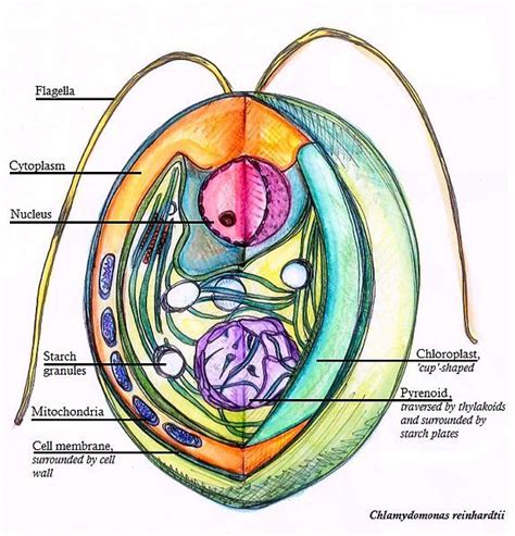 Cross Section Of A Chlamydomonas Reinhardtii Algae Cell A 3d