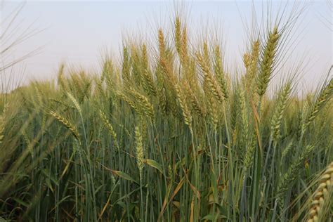 Wheat Farming Archives Mkd Seeds
