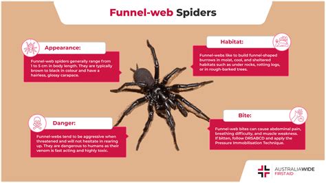 Northern Funnel Web Spider