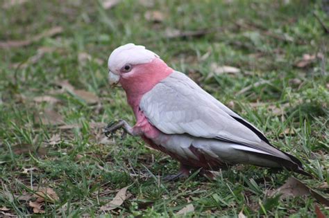 Top 10 Amazing Pink Birds In The World Red Rock Scenic By Way
