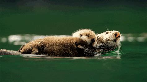 Otters S Get The Best  On Giphy