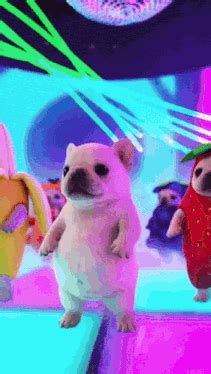 Pibble Dance Pibble Dancing  Pibble Dance Pibble Pibble Dancing