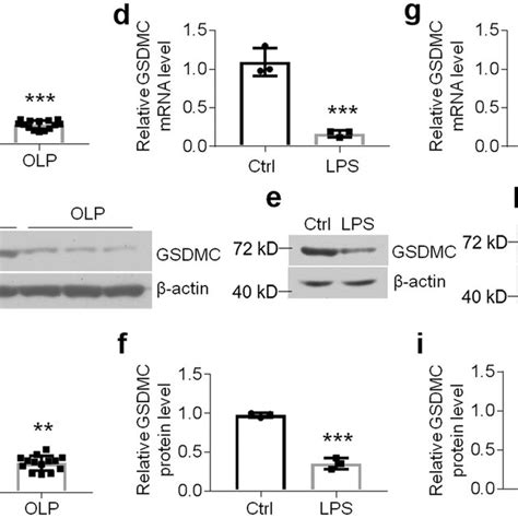 Gsdmc Expression Is Decreased In Olp Agsdmc Mrna Levels In Oral