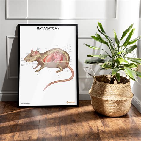 Rat Anatomy Poster Bones Organs Small Mammal Anatomystuff