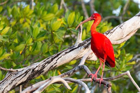 The Scarlet Ibis