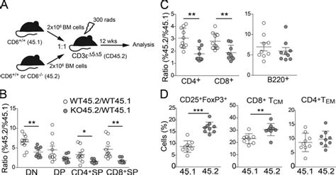 Alterations In Central And Peripheral T Cell Compartments In The Download Scientific Diagram