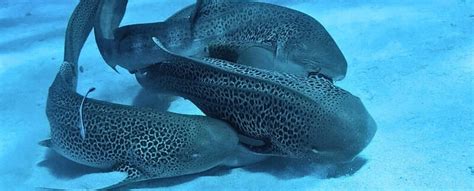 新聞 鯊魚版多人運動！科學家直擊「一后二王」全程錄下 看板sex Ptt網頁版