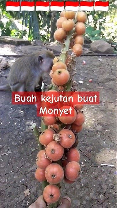 Buah Kejutan Buat Monyet Jadi Penasaran Rasanya Cinta Hewan Monyet