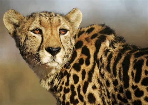 21 King Cheetah Facts King Cheetah Vs Cheetah Fur Photos Speed Storyteller Travel