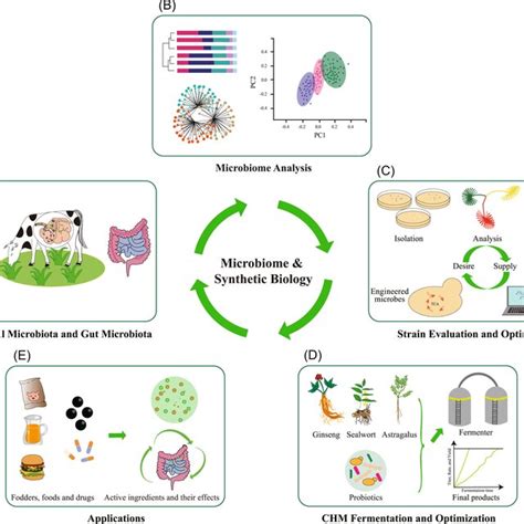 Pdf Research Advances In Probiotic Fermentation Of Chinese Herbal