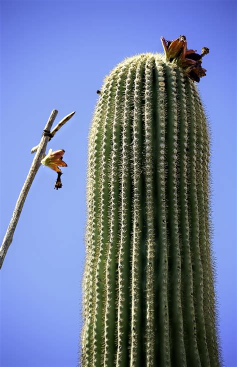 Saguaro Cactus Fruit Picking