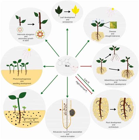 Strigolactones Interact With Other Plant Hormones In Many Situations « Botany One