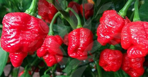 Trinidad Moruga Scorpion Pepper Hottest Pepper In The World Imgur