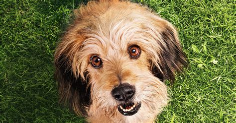 Benji The Dog Original