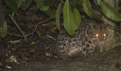 Clouded Leopard — Global Conservation