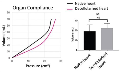 Development Of A New Decellularization Protocol For The Whole Porcine