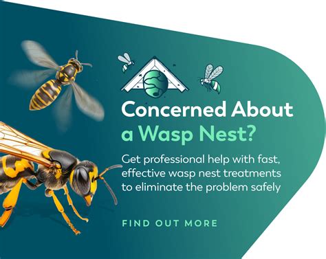Types Of Wasps In The Uk Vergo Pest Management Types Of Wasps In The Uk Vergo Pest Management