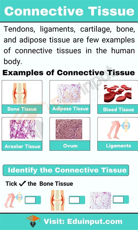 10 Examples Of Connective Tissue Loose Connective Tissue Human