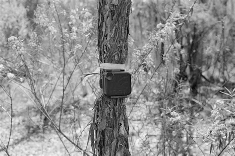 Bioacoustics Ultrasonic Bat Detection And Analysis Services Lodge