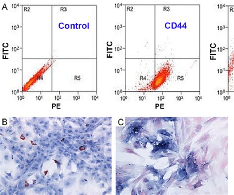A Flow Cytometry Staining Results For Bone Marrow Mesenchymal Stem Download Scientific Diagram