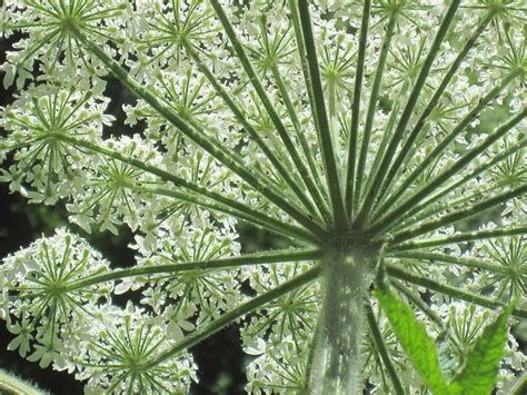 Cow Parsnip Plant Species Of Alaska Alaska Handbook