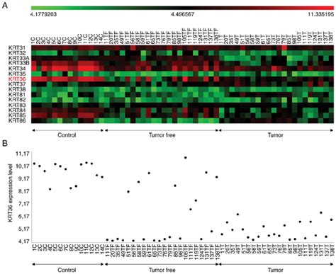 Mrna Expression Analysis Of Hair Keratins A Heat Map Demonstrated