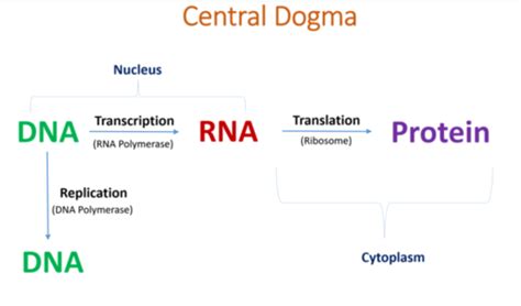 In Situ Hybridization Flashcards Quizlet