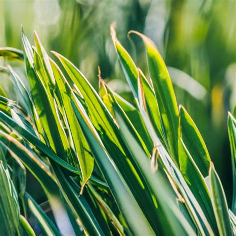 Zoysia Vs Bermuda Grass 2 Warm Season Turf Which Variety Reigns Supreme The Great Grass