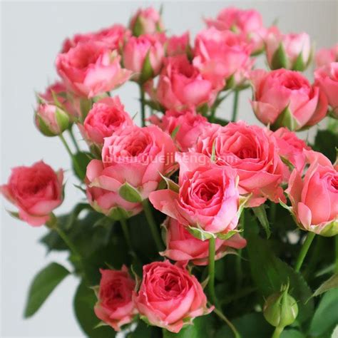 罗拉玫瑰的优缺点 灌木月季 月季坑