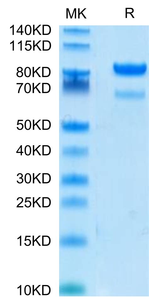 Human Ror2ntrkr2 Protein Recombinant Reprokine