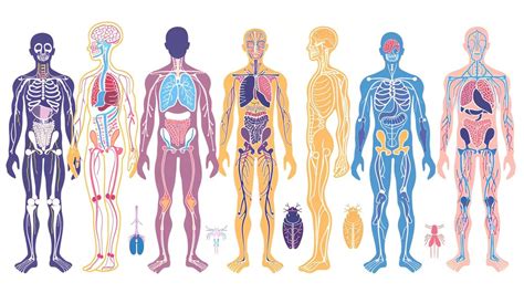 Human Anatomy Diagram Showing The Skeletal Muscular Nervous Respiratory