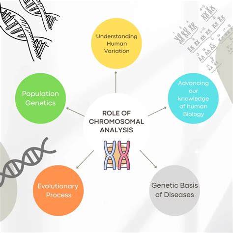 Chromosomal Analysis In Human Genetics Anthroholic
