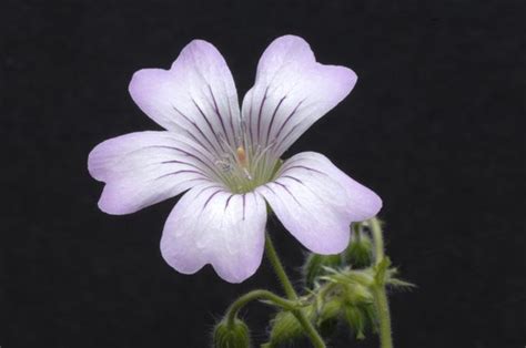 Geraniaceae G Gracile