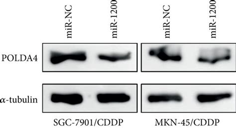 Pold4 Was A Direct Target Of Mir 1200 A Predicted Consequential