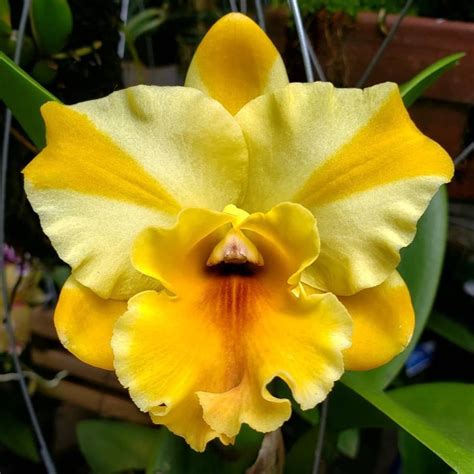 Rlc Nell Hammer Орхидеи