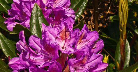 South Kerry Camera Club Mass Path Derrynane