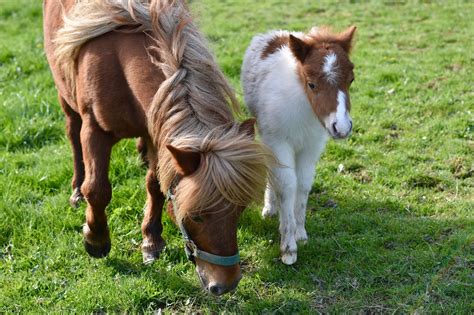 3000 Free Ponies And Pony Photos Pixabay