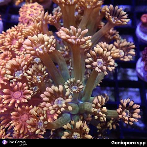 Gallery Live Corals Australia