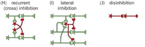 神经系统的细胞机制 知乎
